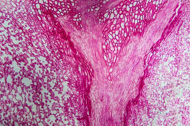 Seed of Corn Under the Microscope Magnified 100X Stock Image - Image of ...