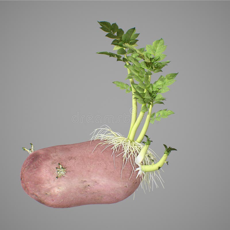 Potato tuber stock illustration. Illustration of potatoes - 182384169