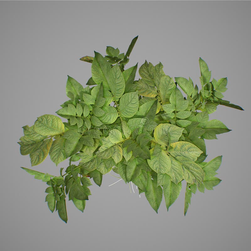 Potato tuber stock illustration. Illustration of garden - 182384151