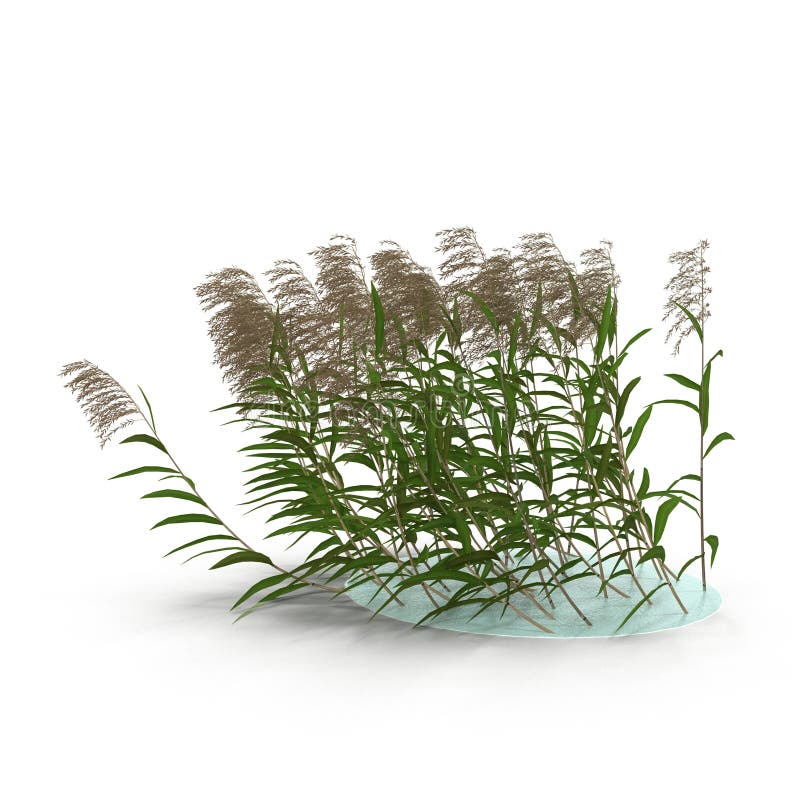 Reeds stock illustration. Illustration of environment - 183205387