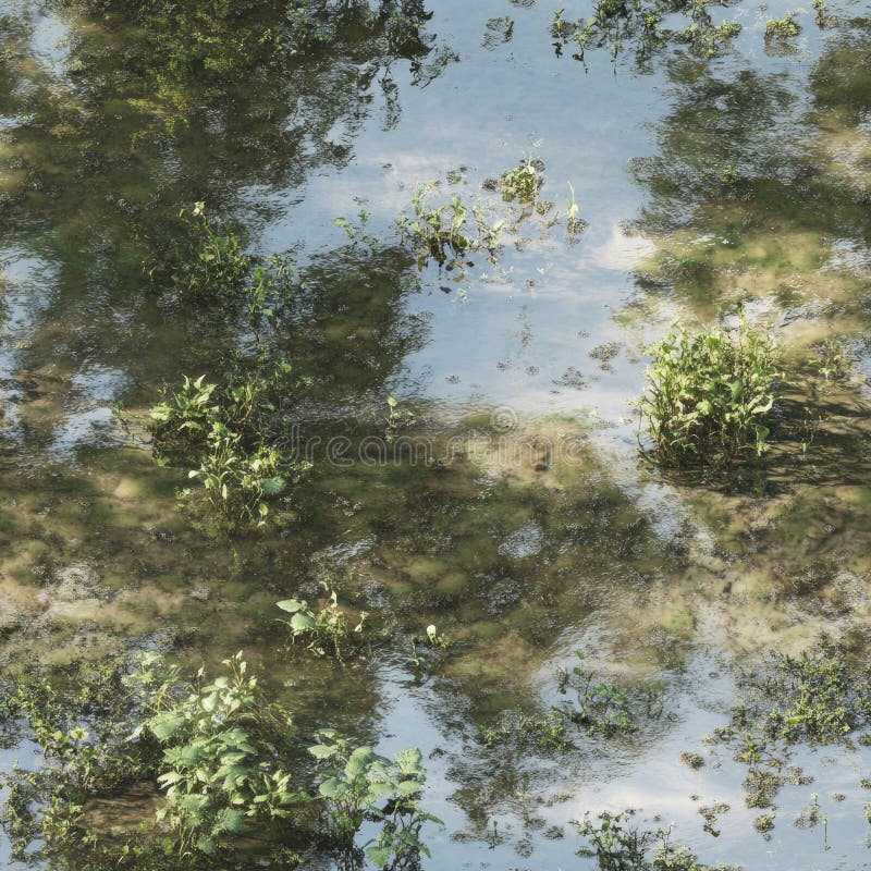 Photorealistic Seamless Texture of Shallow Freshwater Pond Stock Photo ...
