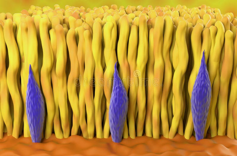 Retina Photoreceptor (cone and Rod Cells) – Isometric View 3d ...