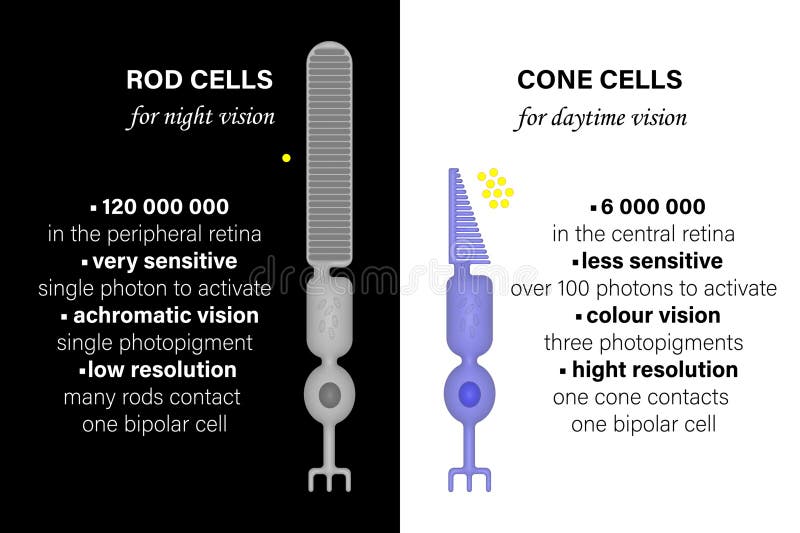 Photoreceptors: Rod Cells and Cone Cells. Stock Illustration ...
