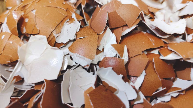 Photos of Aesthetic Egg Shell Fragments are Suitable for Design ...