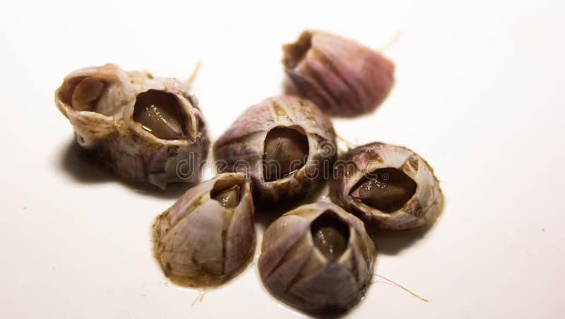 Photos of Barnacles, they are Also Called `dog Teeth` because of Their ...