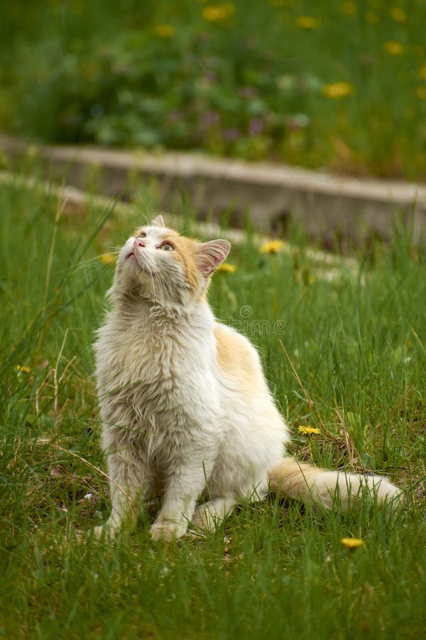 Photos of Beautiful Cats in the Garden 32 Stock Photo - Image of ...