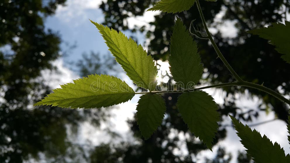 Photos of Beautiful and Cool Scenery Stock Photo - Image of park, cool ...