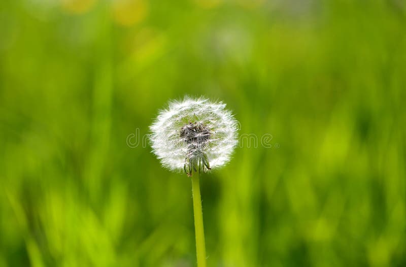 Photos of Beautiful Dandelions in the Park Stock Photo - Image of ...