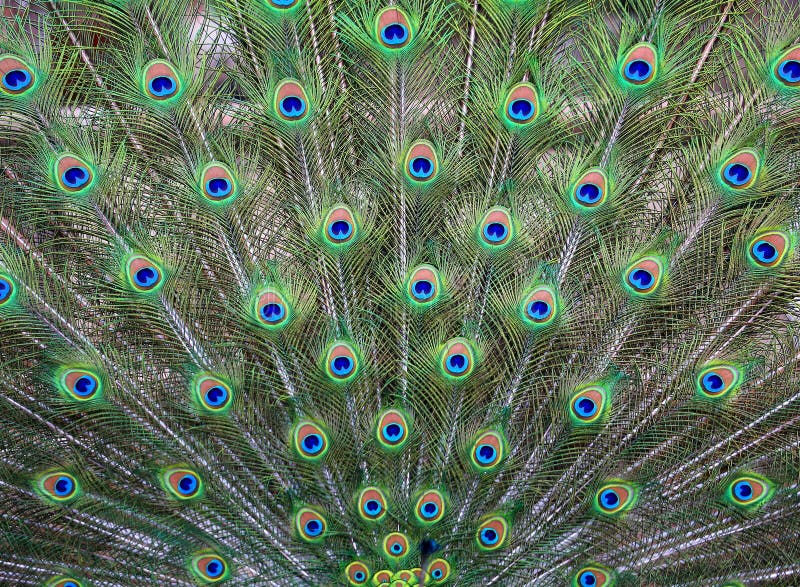 Photos Beautiful Peacock Feathers Bright Wonderful Stock Photo - Image ...