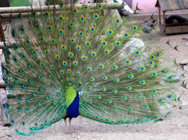 Photos Beautiful Peacock Feathers Bright Wonderful Stock Image - Image ...