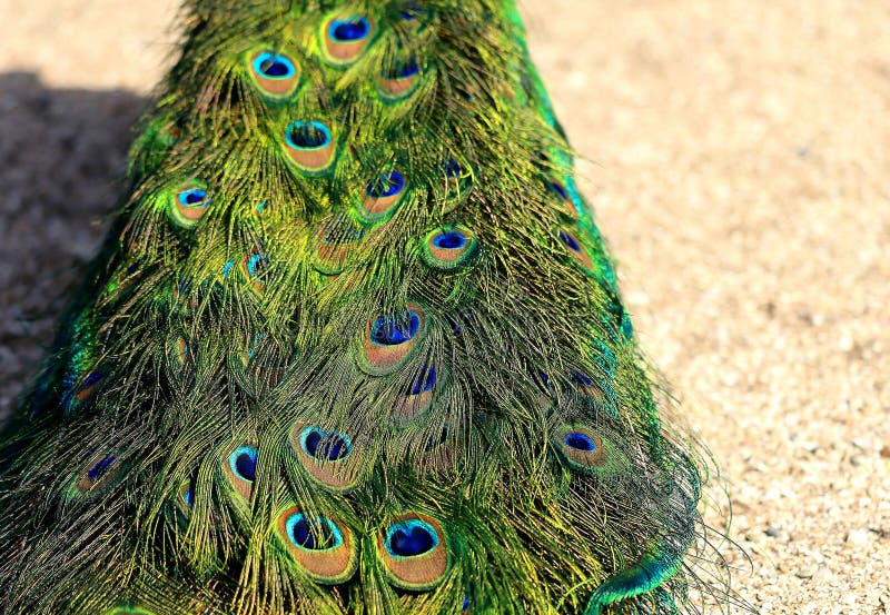 Photos Beautiful Peacock Feathers Bright Wonderful Stock Image - Image ...