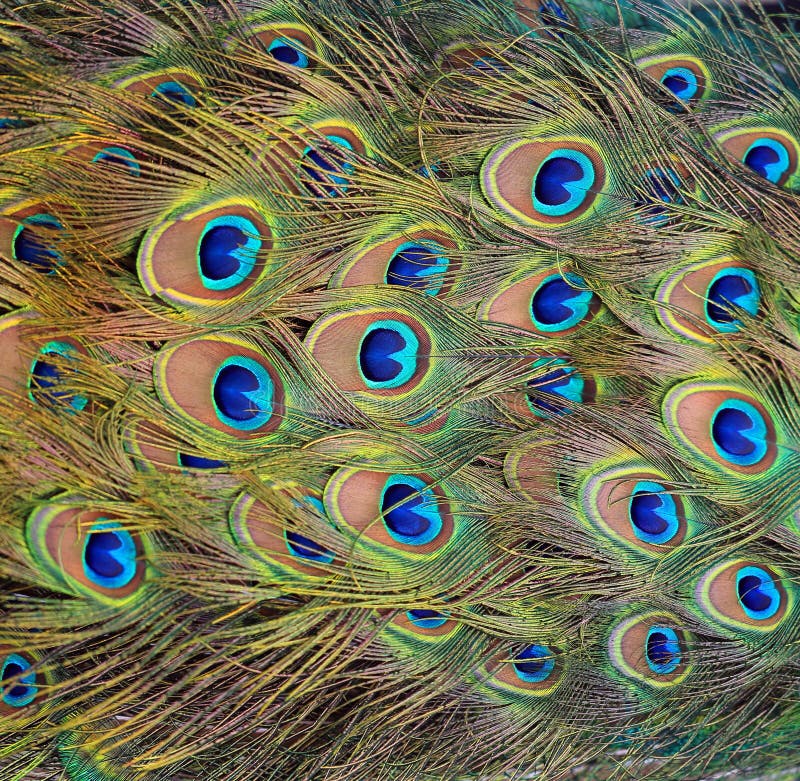 Photos Beautiful Peacock Feathers Bright Wonderful Stock Image - Image ...