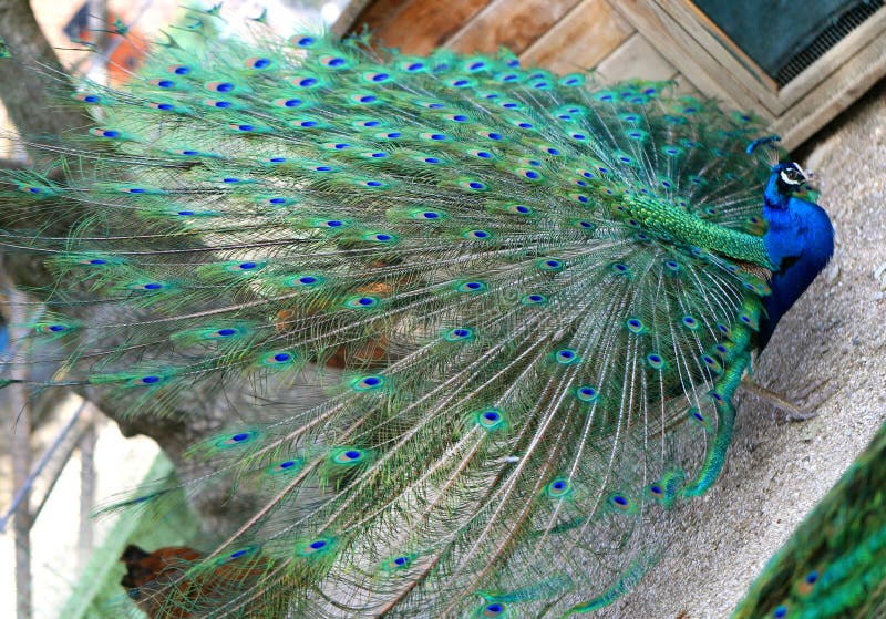 Photos Beautiful Peacock Feathers Bright Wonderful Stock Image - Image ...