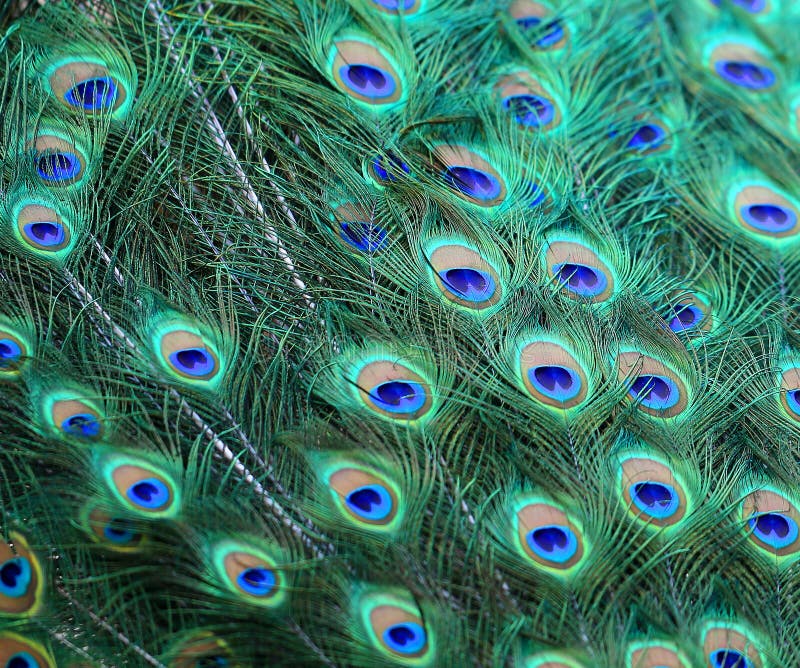 Photos Beautiful Peacock Feathers Bright Wonderful Stock Image - Image ...
