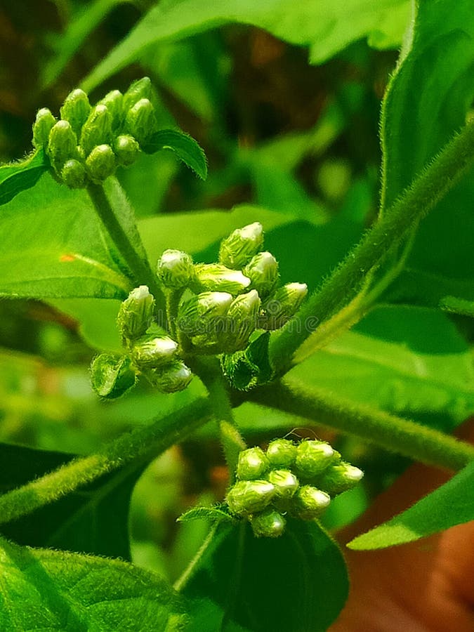 Photos of Beautiful Plants Whose Flowers are in the Process of Blooming ...