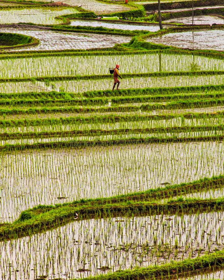 Photos of Beautiful Rice Fields in the Morning in Garut -Indonesia ...