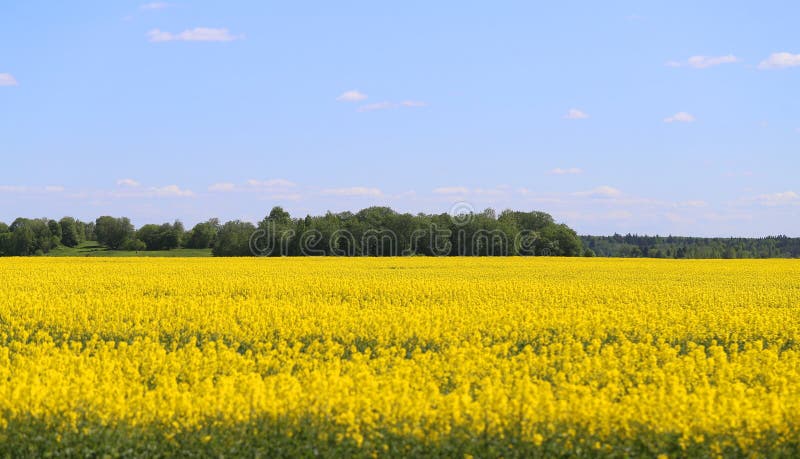 Photos of Beautiful Yellow Fields and Blue Sky Stock Image - Image of ...