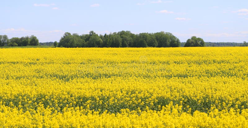 Photos of Beautiful Yellow Fields and Blue Sky Stock Photo - Image of ...