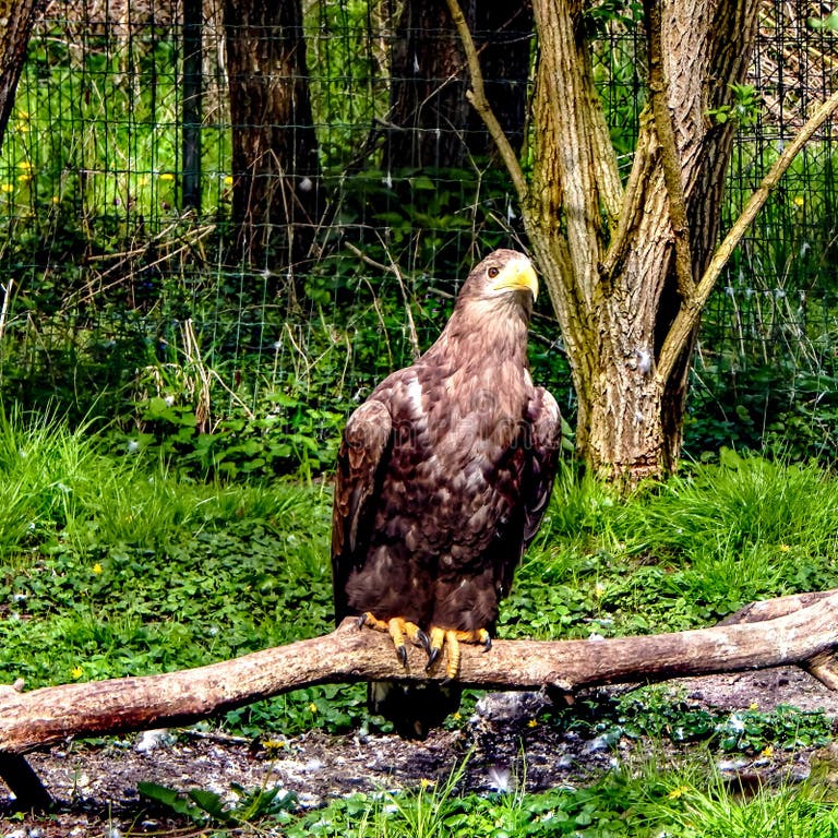 Photos of birds of prey stock image. Image of nature - 278559947