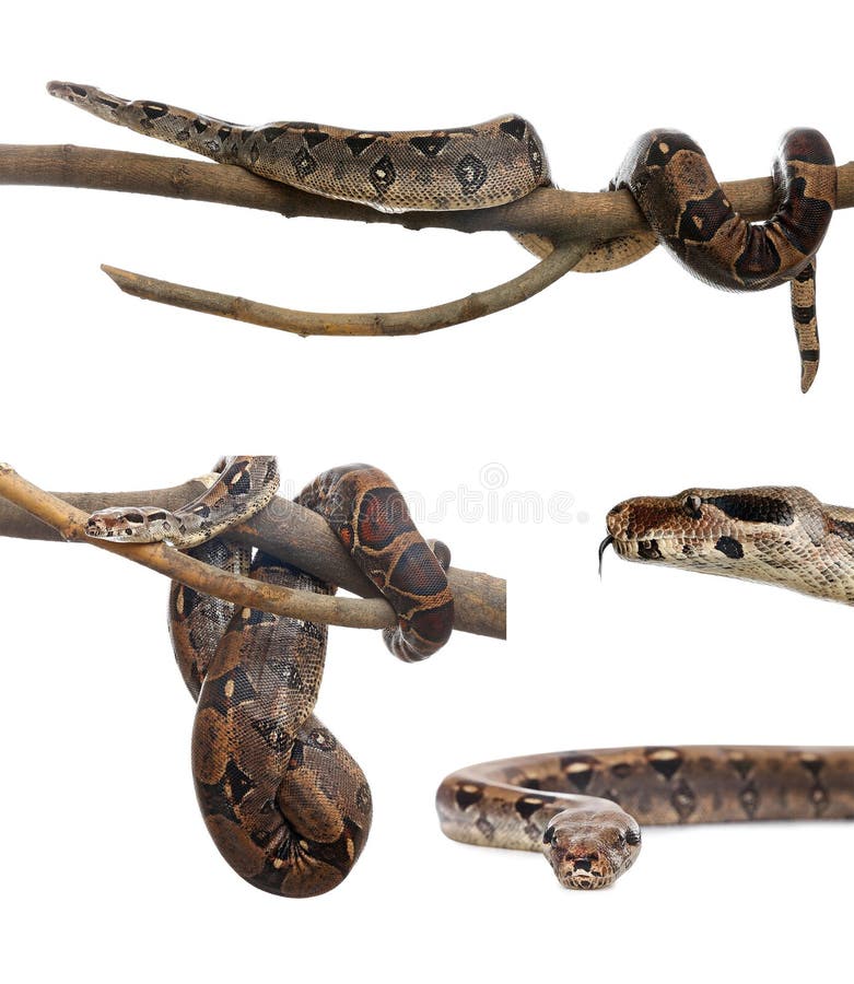 Photos of Boa Constrictor on White Background Stock Image - Image of ...