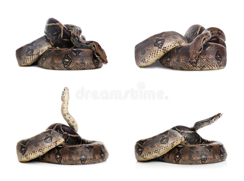 Photos of Boa Constrictor on White Background Stock Image - Image of ...