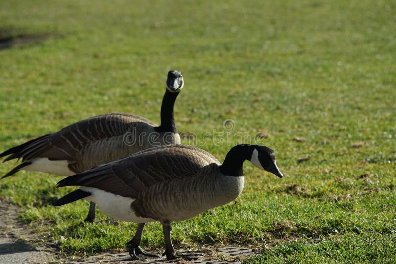 Spring is in the air! stock photo. Image of geese, public - 176337486