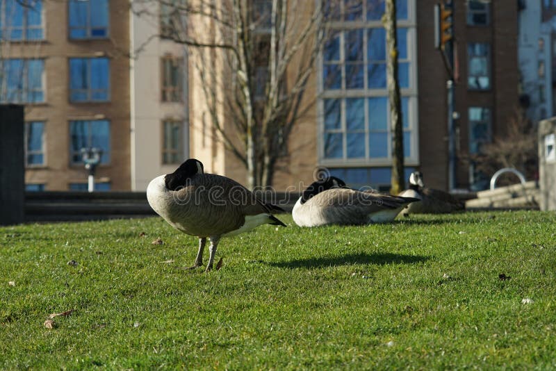 Spring is in the air! stock photo. Image of goose, feather - 176337642