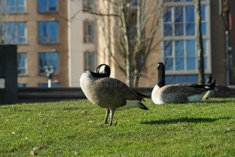 Spring is in the air! stock photo. Image of migration - 176337738