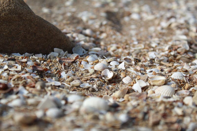 Beautiful Seashells on the Beach, on the Beach Stock Image - Image of ...