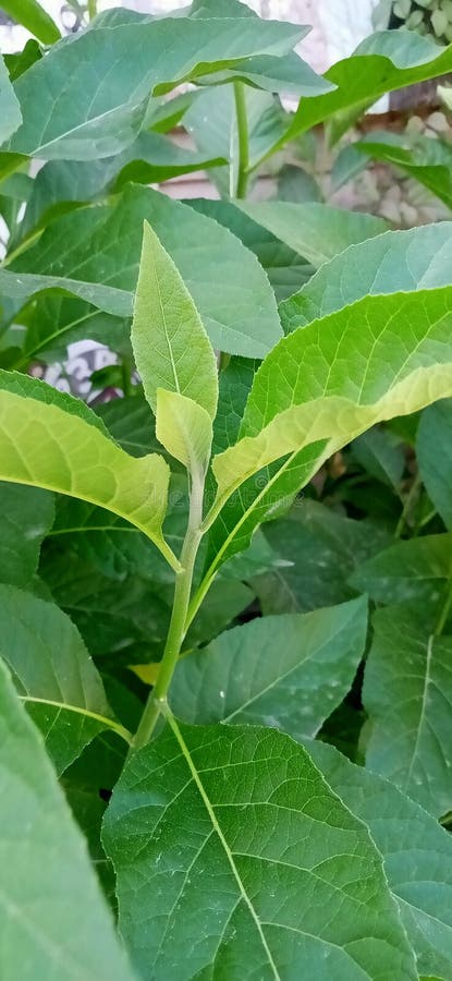 Photos of Cool Green Leaves when Viewed Morning Day Stock Photo - Image ...