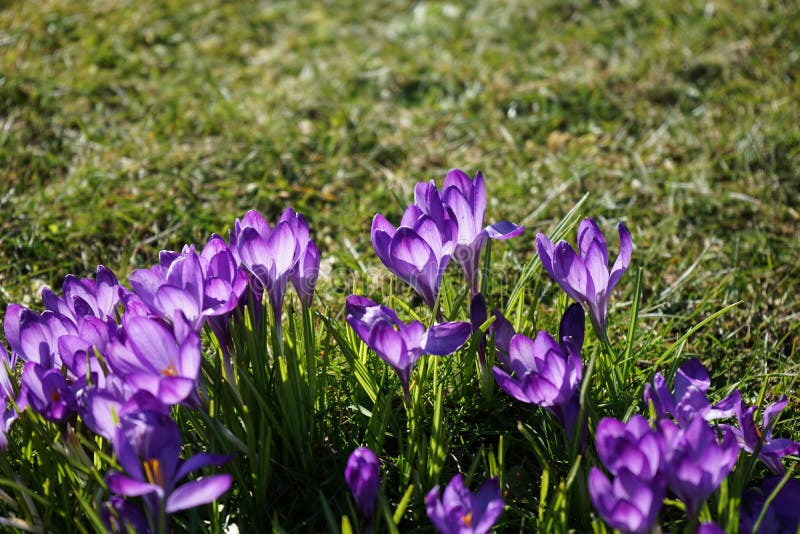 Spring is coming stock image. Image of flowers, color - 176337831