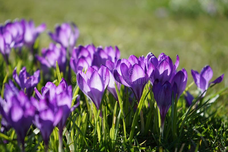Spring is coming stock photo. Image of garden, flowers - 176337860