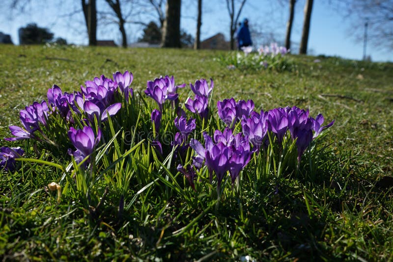Spring is coming stock photo. Image of crocus, meadow - 176337928