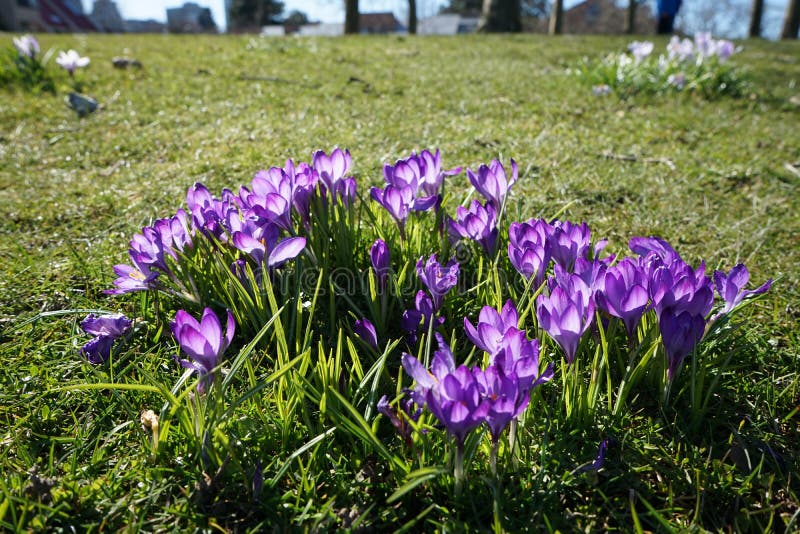 Spring is coming stock image. Image of bloom, plant - 176337941