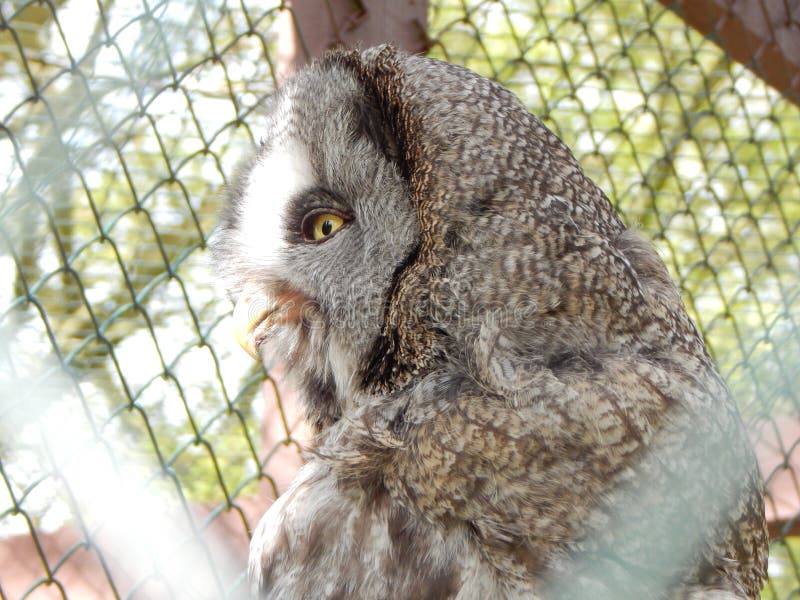 Photos D'oiseaux De Proie Dans Le Parc Des Oiseaux Image stock - Image ...