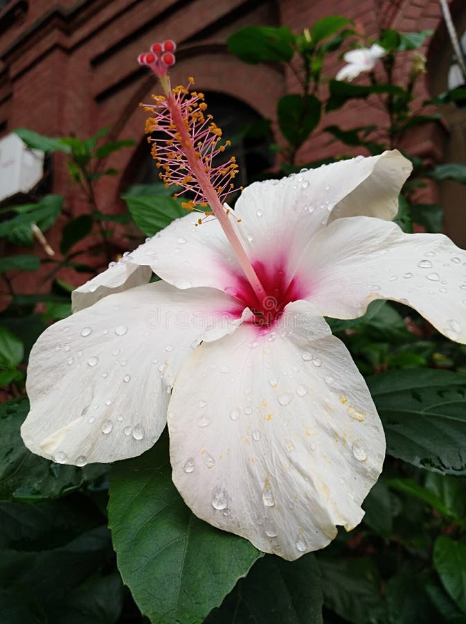 Photos De Fleurs Belle Fleur Plus Belle Fleur Image stock - Image of ...