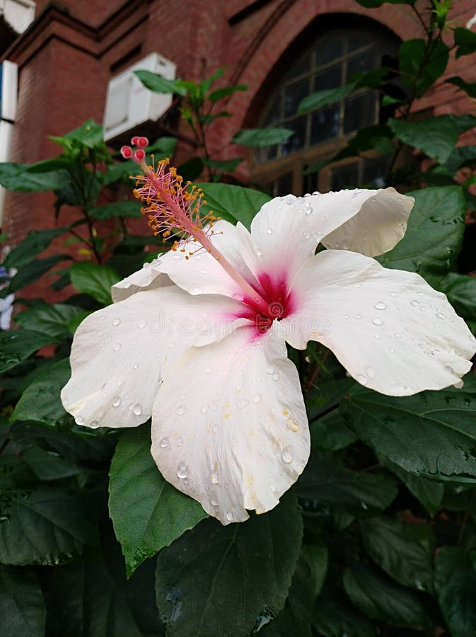 Photos De Fleurs Belle Fleur Plus Belle Fleur Exceptionnelle. Image ...