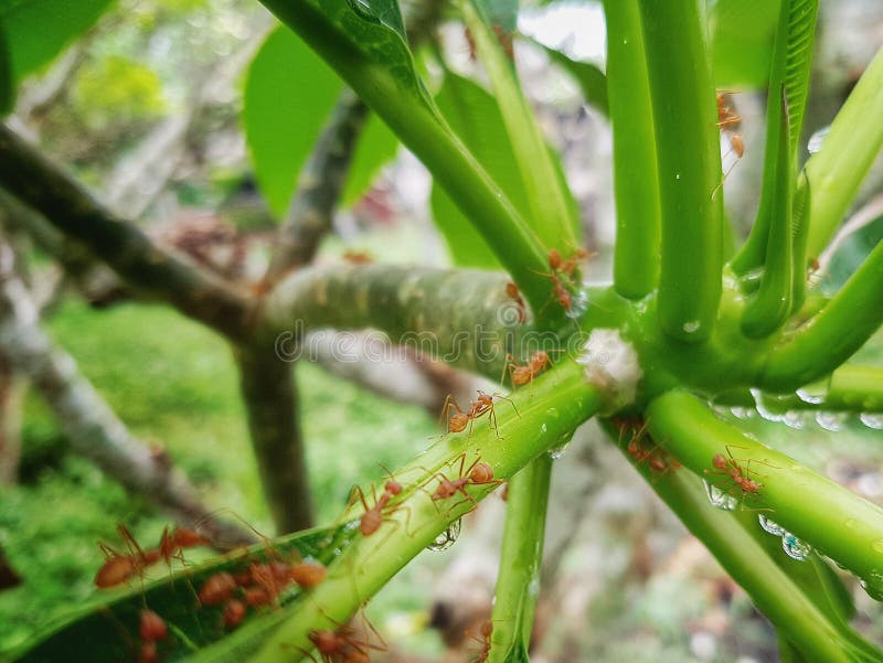 Fourmis sur l'arbre image stock. Image du insectes, noir - 231636097