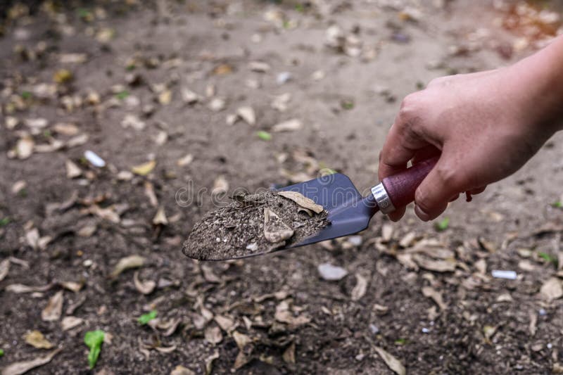 Photos of the Digging Spoon Handle Stock Image - Image of flowerpot ...