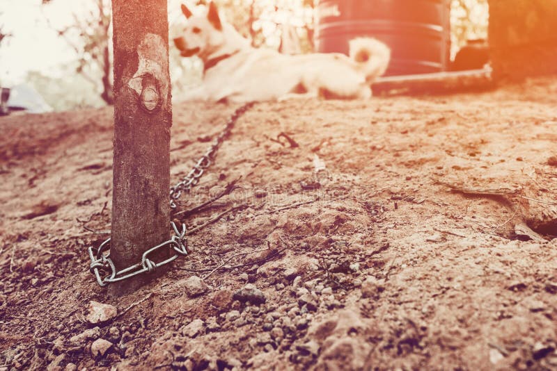 Photos of dogs chained stock photo. Image of nature, capture - 73772448