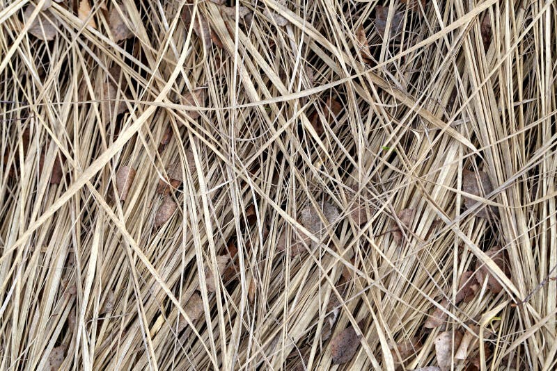Photos dry grass stock photo. Image of earth, leaves - 53523028