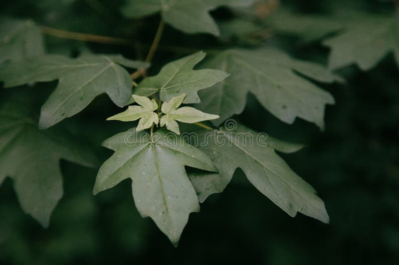 Photos of Dull and Dark Leaves Stock Image - Image of leaves, natural ...