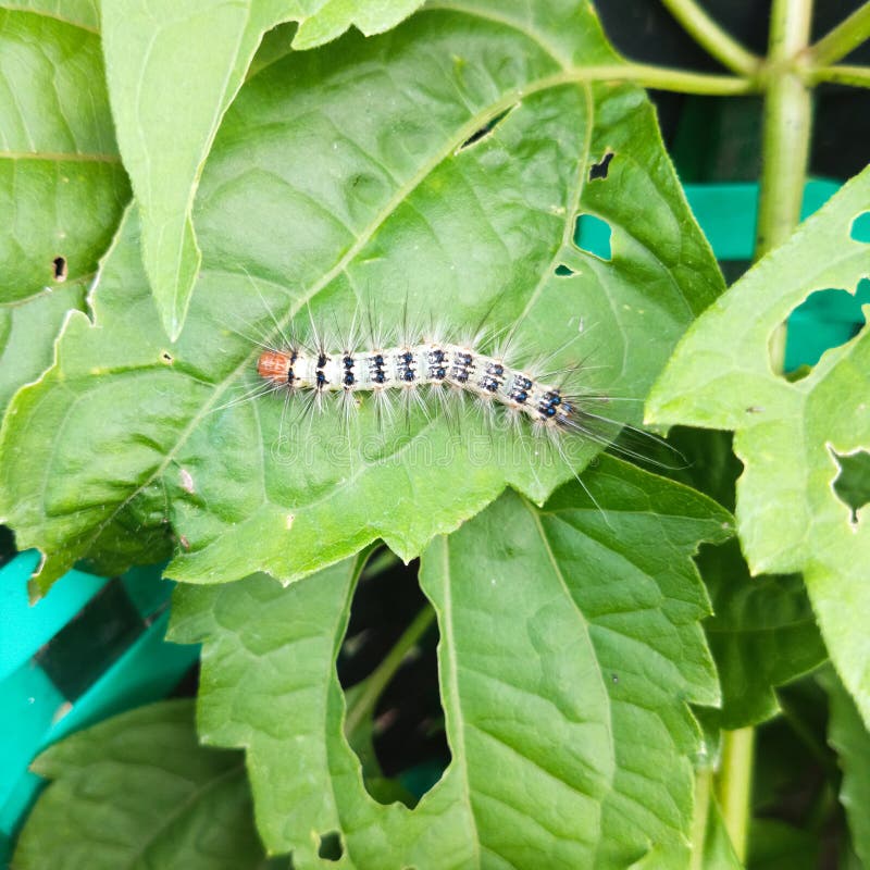 Photos of Fall Webworm Moth Insects Stock Photo - Image of wing ...