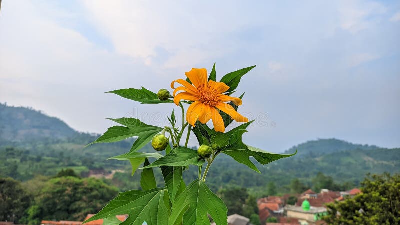Photos of Flowers that Taste Bitter but are so Beautiful, Arrowroot ...
