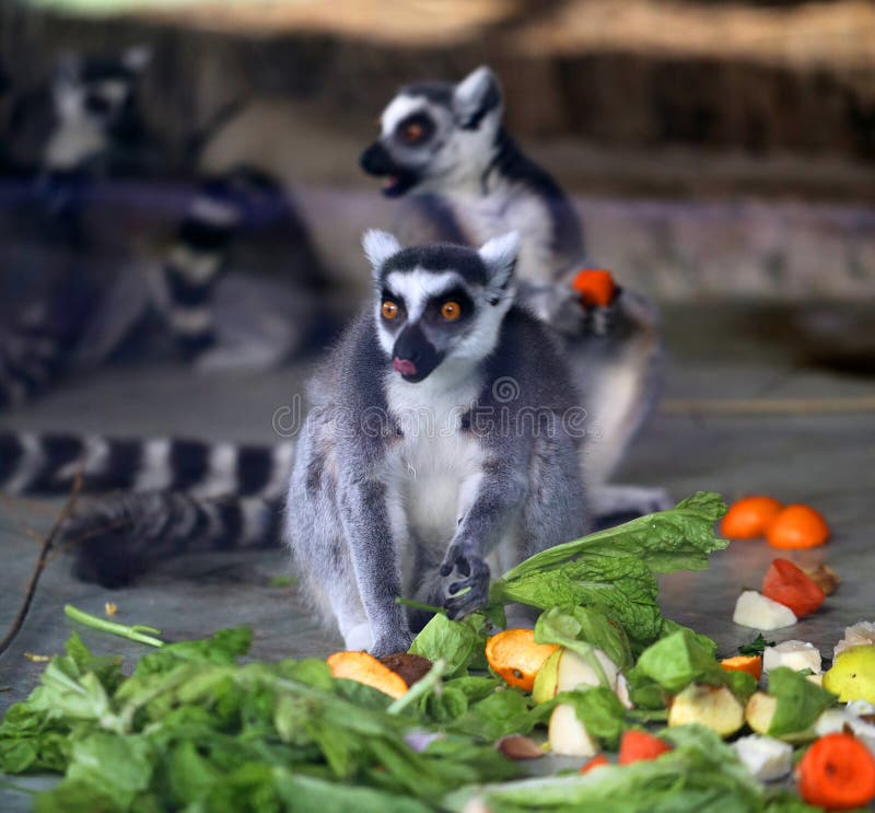Photos of funny lemurs stock photo. Image of rare, animals - 271889790