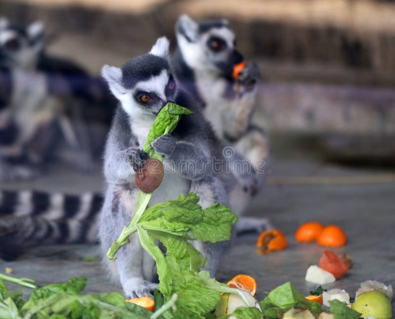 Photos of funny lemurs stock image. Image of portrait - 271890169