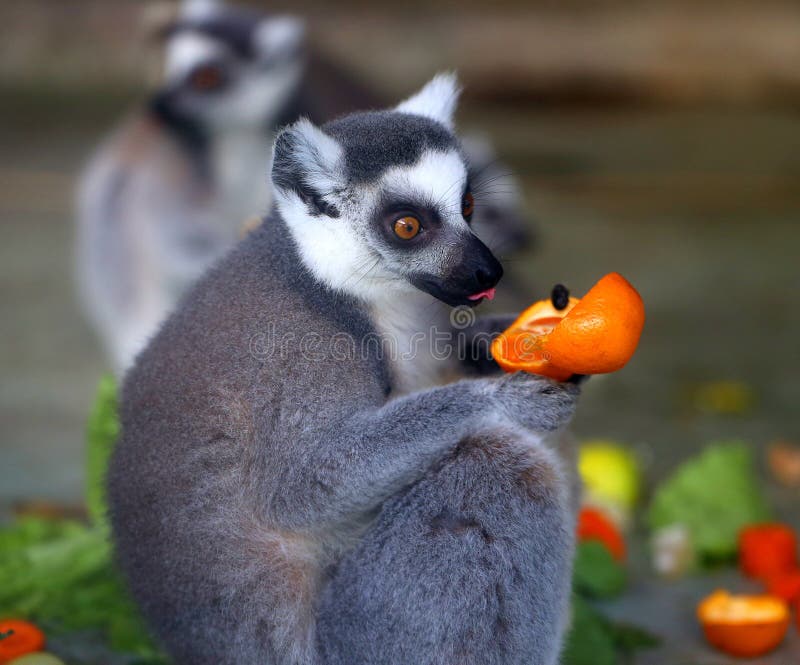 Photos of funny lemurs stock image. Image of lemur, happy - 271890629