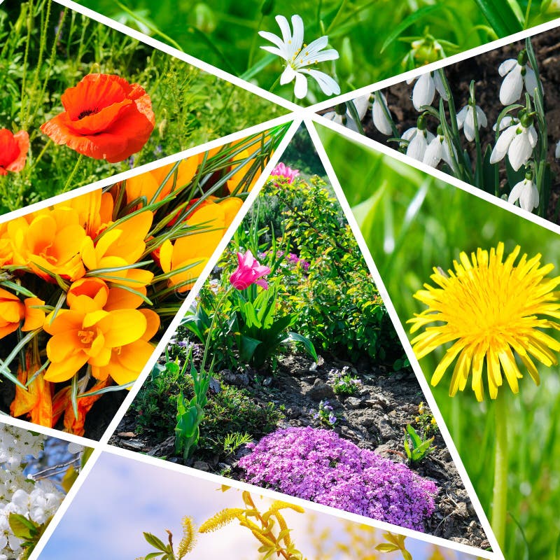 Photos of Garden Flowers. Collage Stock Image - Image of dandelion ...