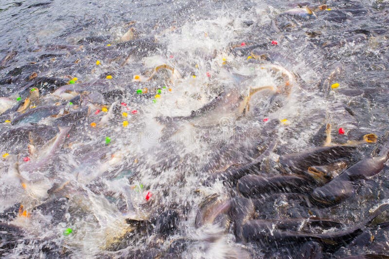 Photos of a Group of Fish Fighting Over Food Stock Image - Image of ...