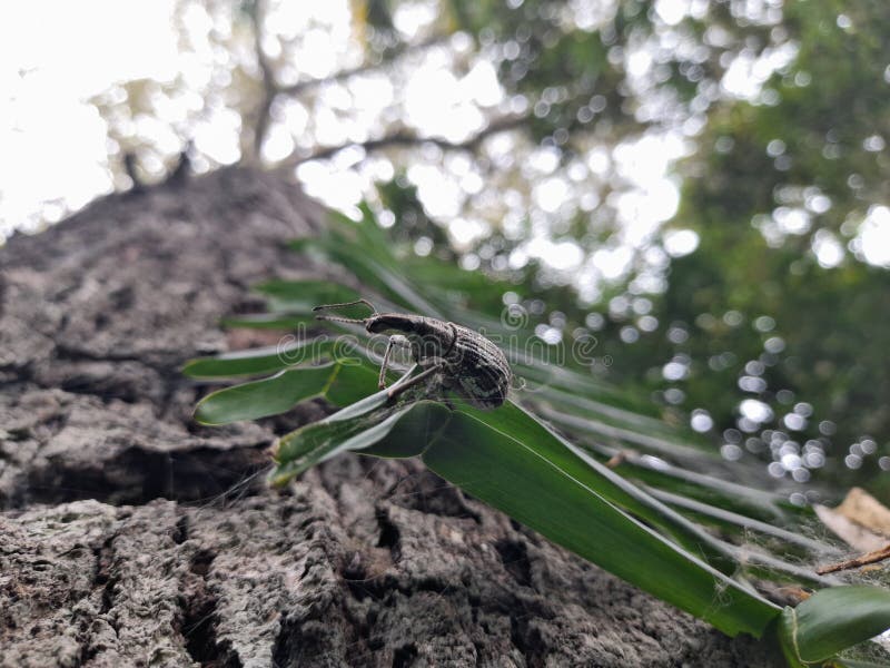Photos of Insects in a Tree Stock Photo - Image of reptile, leaf: 265016614